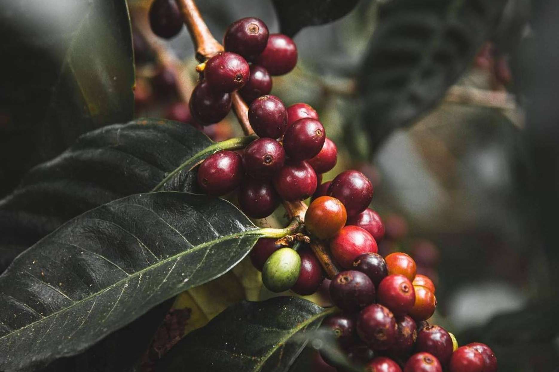 El Café Catuai, un tesoro que revoluciona la industria del café de lujo ...